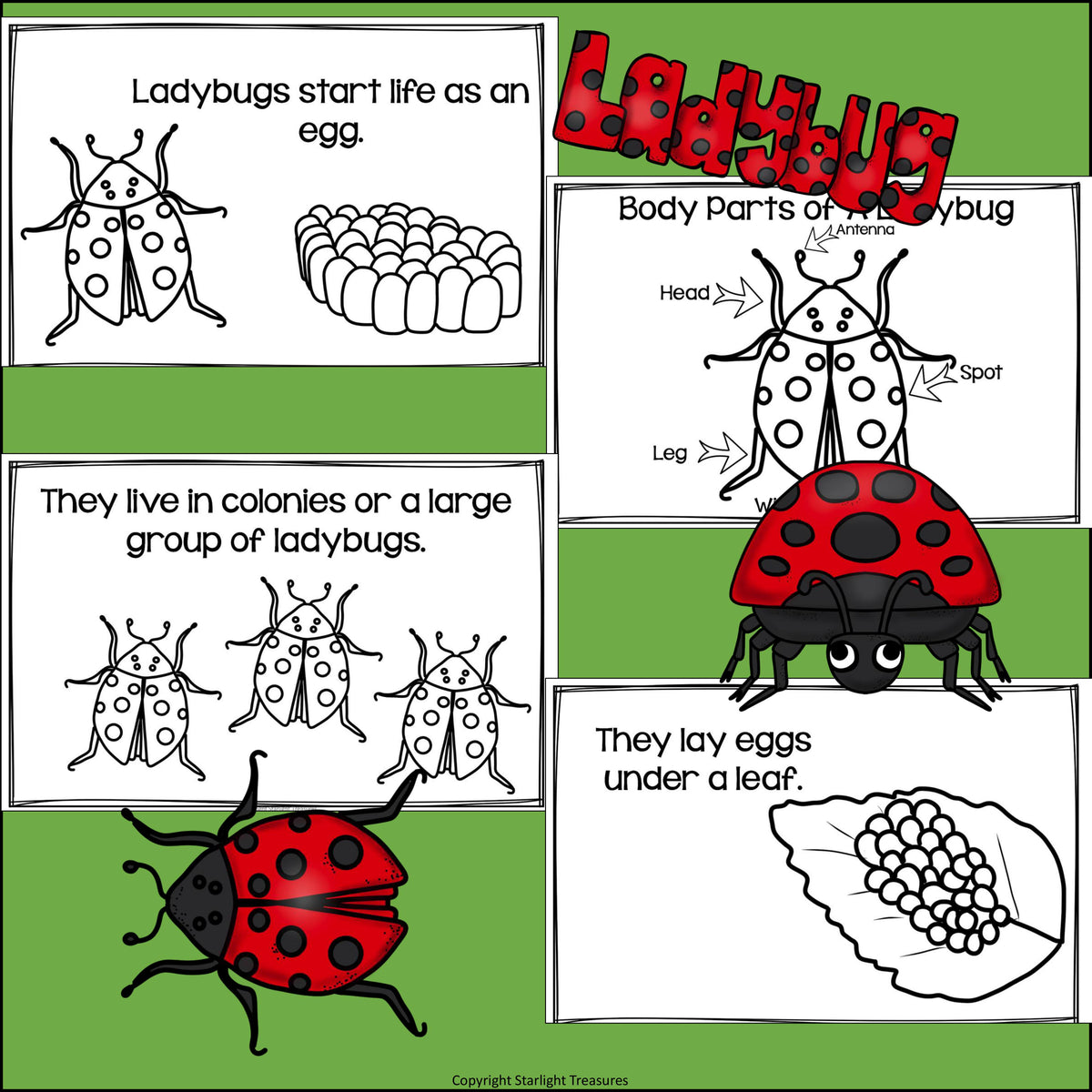 Ladybugs Mini Book for Early Readers – Starlight Treasures LLC