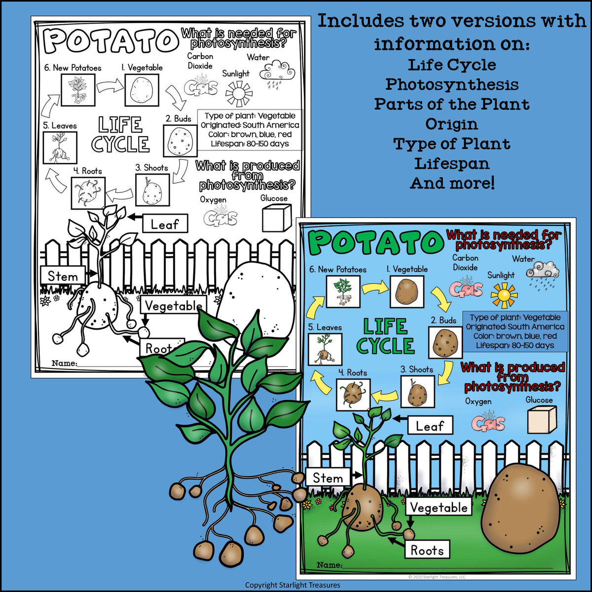 Potato Fact Sheet for Early Readers – Starlight Treasures LLC