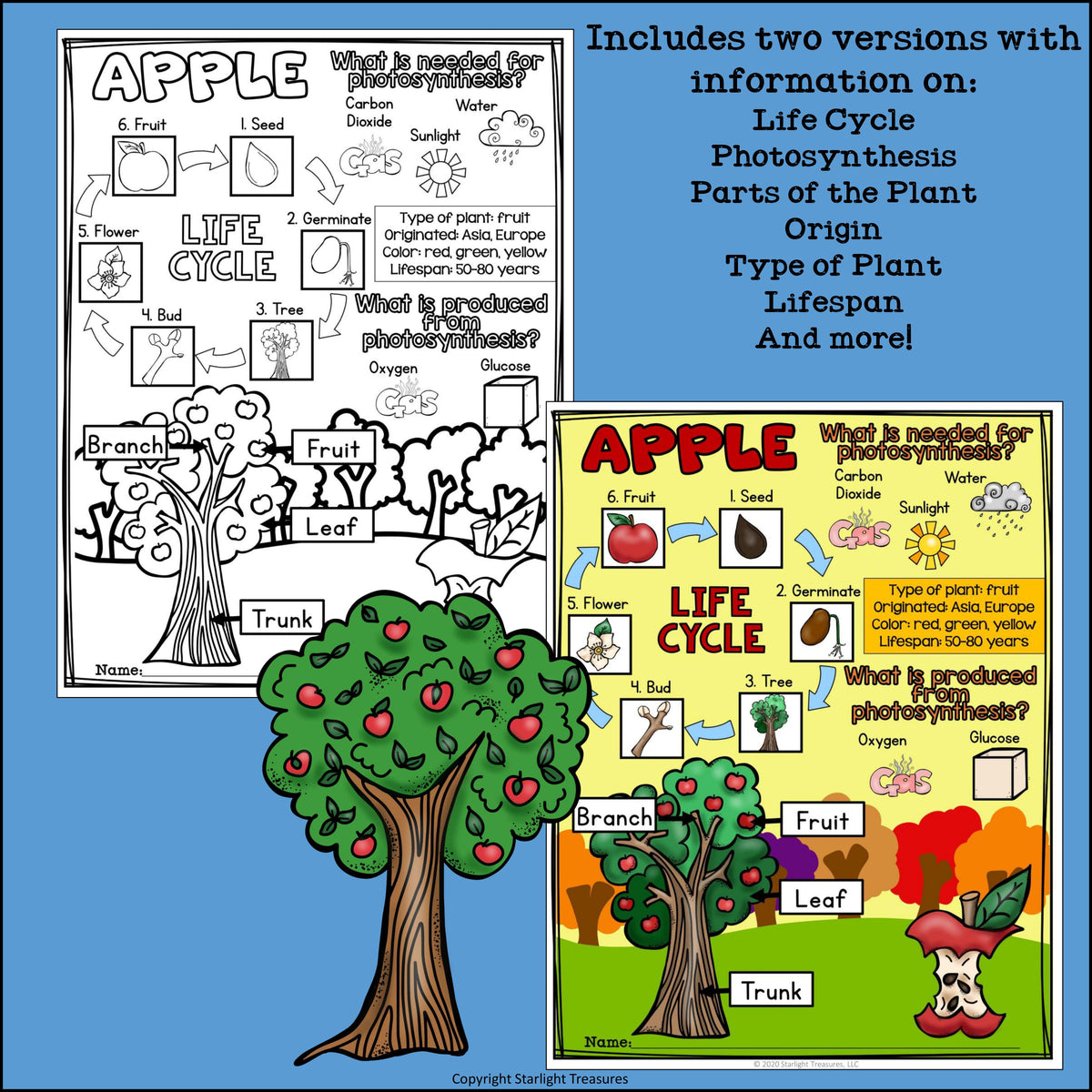 Apple Fact Sheet for Early Readers – Starlight Treasures LLC