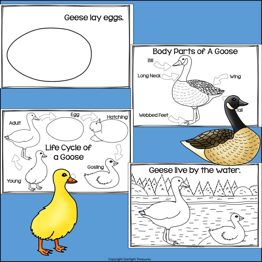 Goose Mini Book for Early Readers - Animal Study, Geese, Goose ...